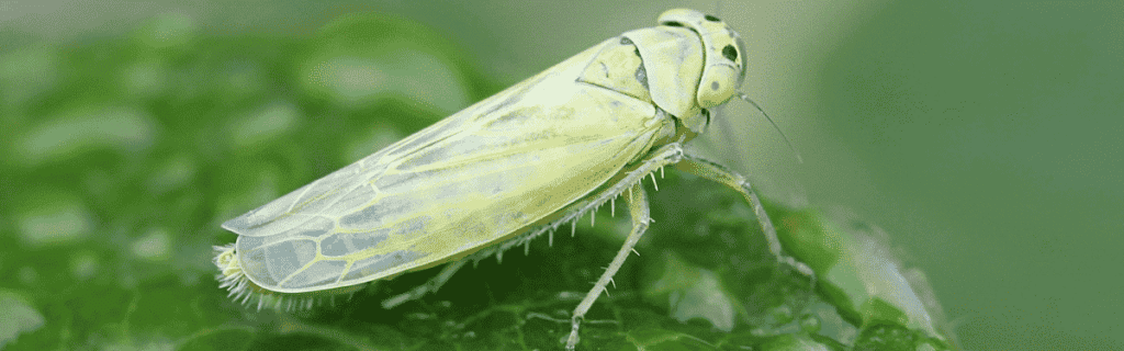 Ornamental Insects Pest Behaviors and Identification Information