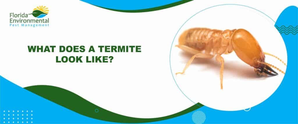What Does a Termite Look Like? [Termite Identification Guide]