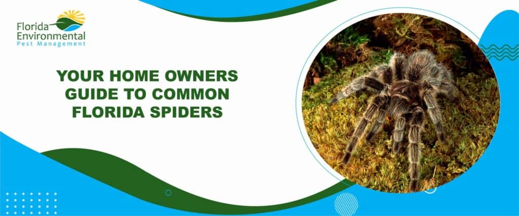 Your Home Owners Guide to Common Florida Spiders