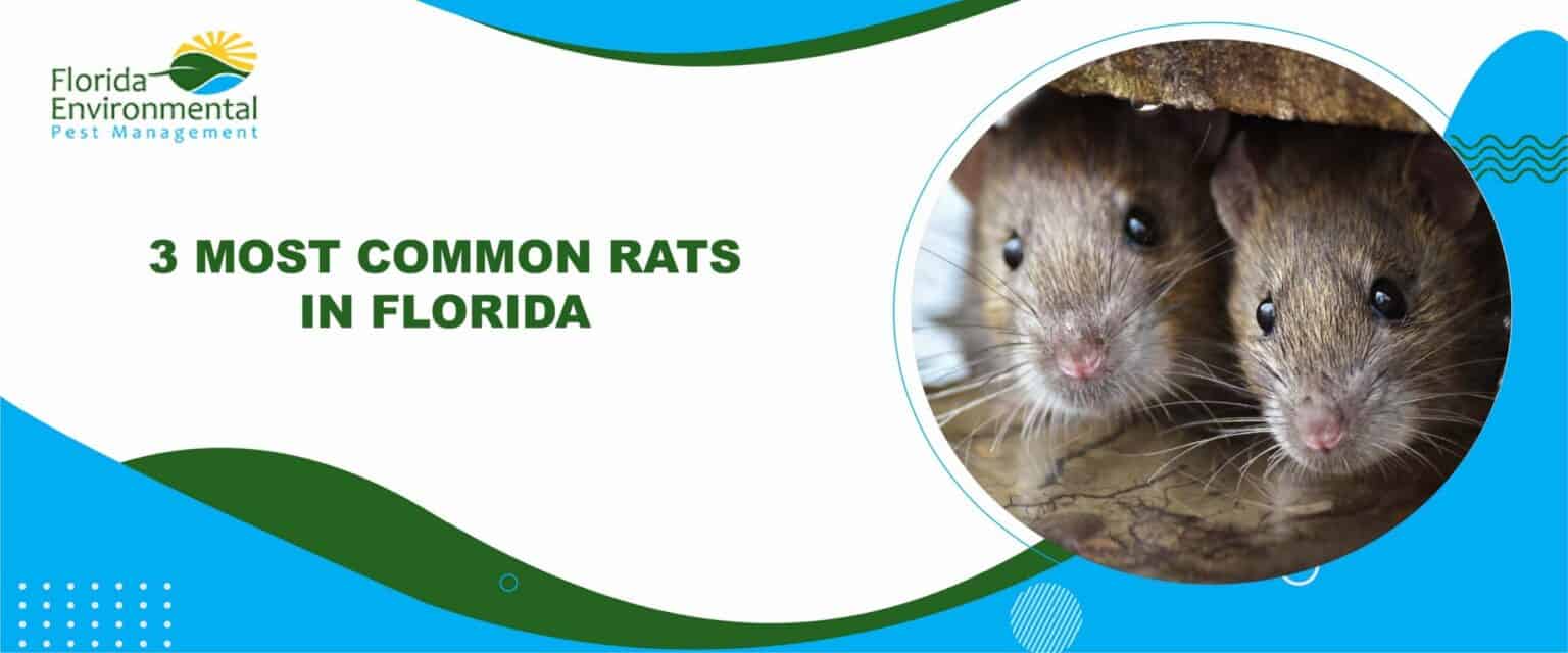 3 Most Common Rats In Florida [Identify Florida Rodents]