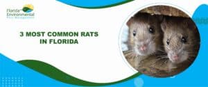 3 Most Common Rats In Florida [Identify Florida Rodents]