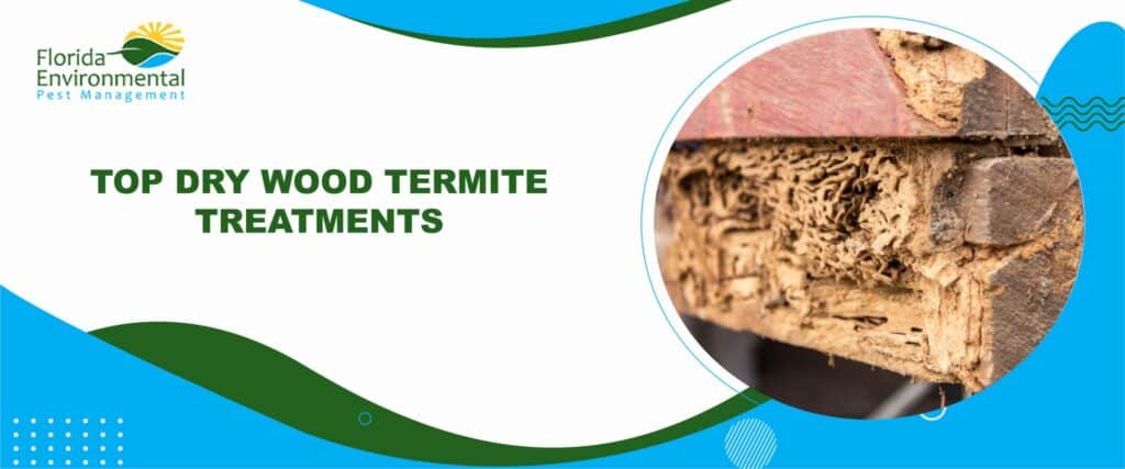 Top Dry Wood Termite Treatments