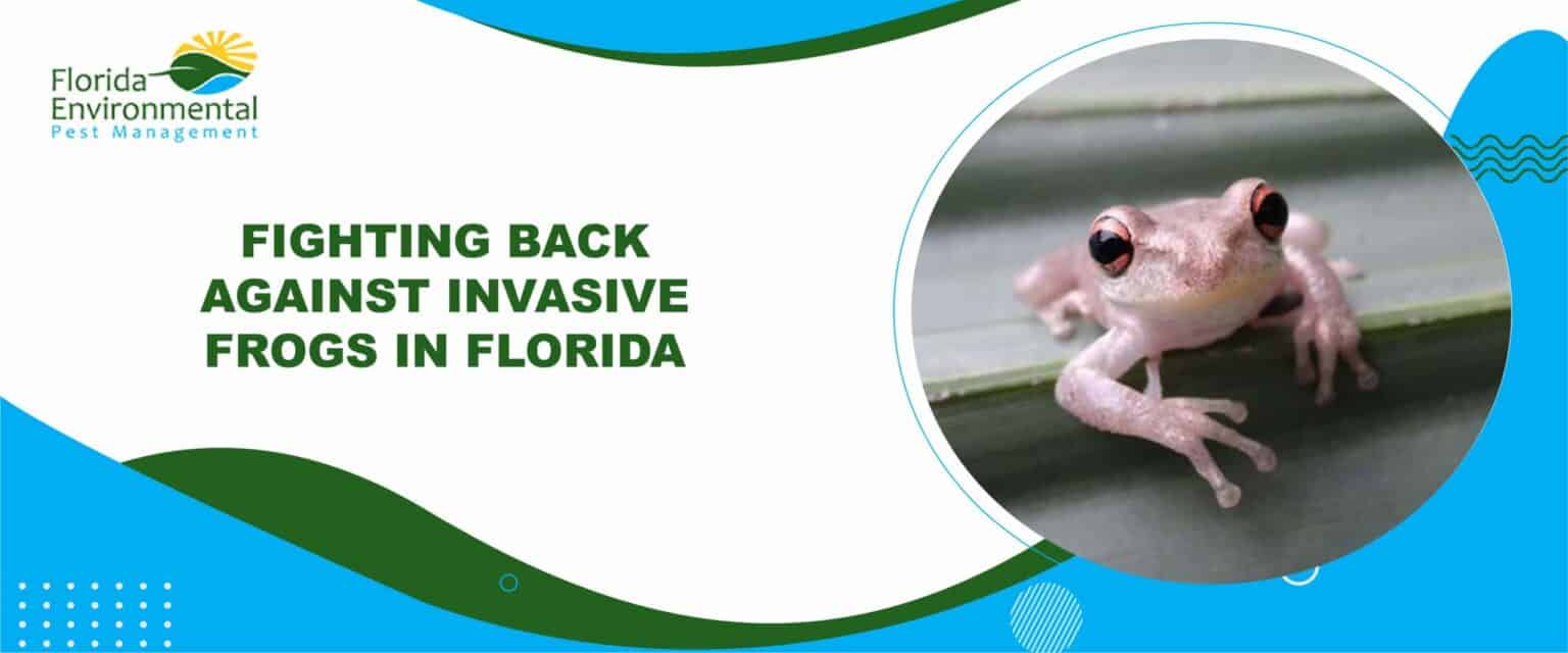 Fighting Back Against Invasive Frogs In Florida