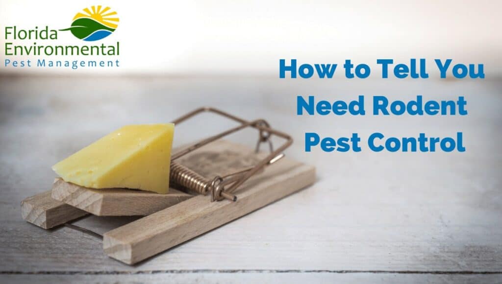 How To Tell You Need Rodent Pest Control