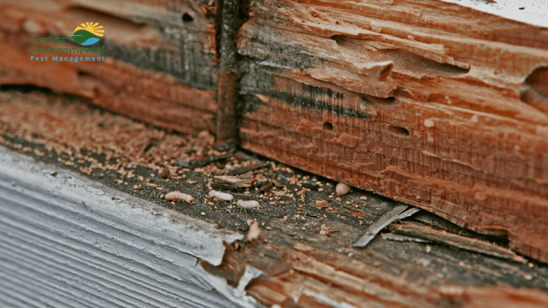 How Do Termites Get In Your House?