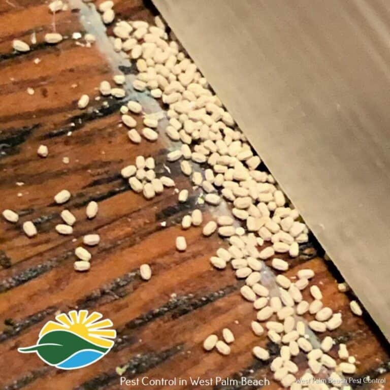 Super-Effective DIY Termite Treatment [Easy Guide]