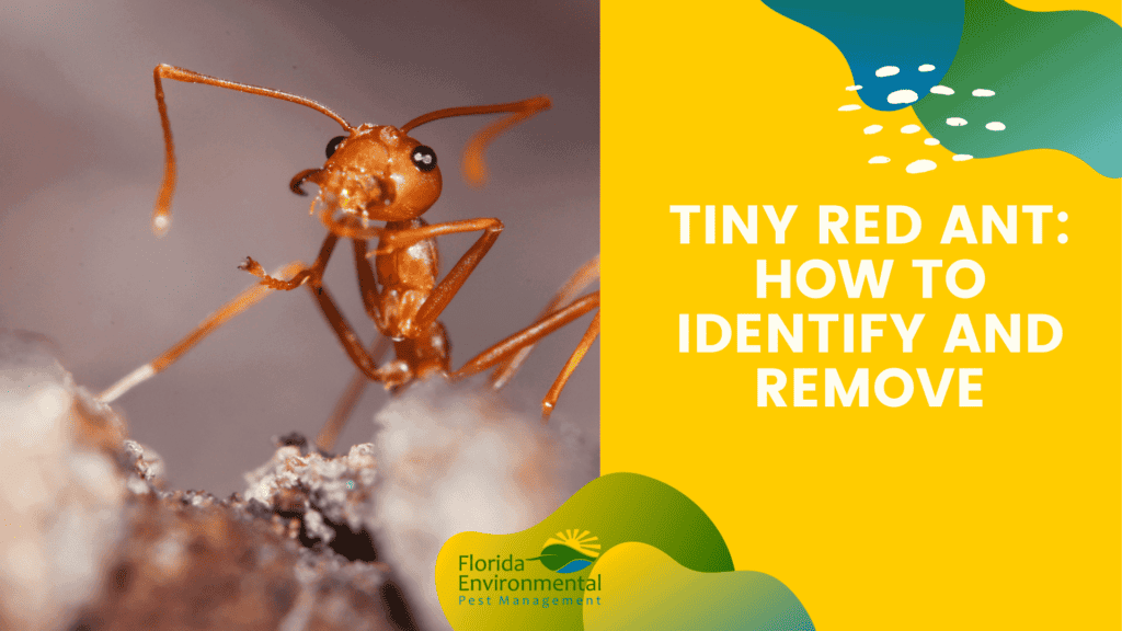 Tiny Red Ant In Florida: How To Identify And Remove