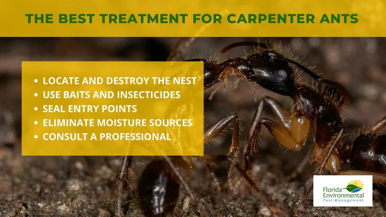 Carpenter Ant: Identification, Removal, and Control