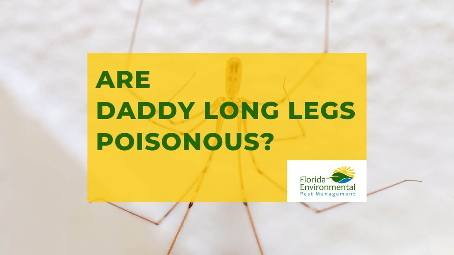 Lethal Bronzing and Palm trees: Meaning, causes and symptoms