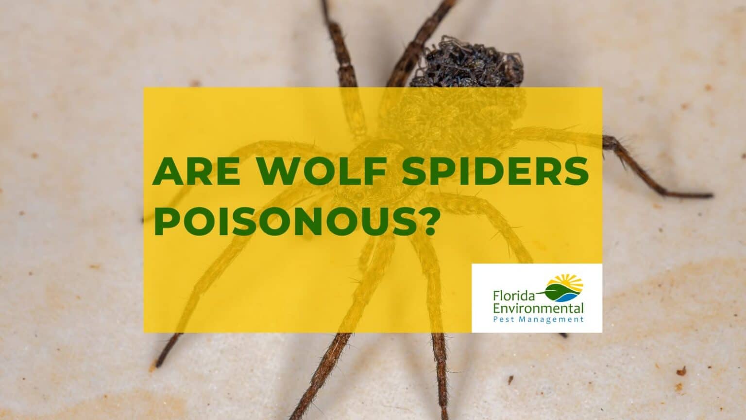 Your Home Owners Guide to Common Florida Spiders